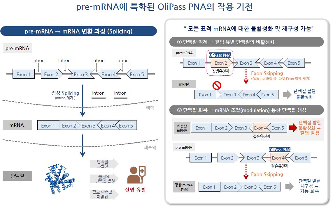 이미지: opna 작용기전