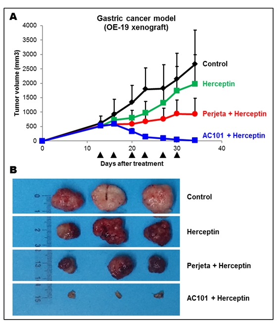 이미지: 앱클론 신약 후보물질 AC101의 위암에서의 효능